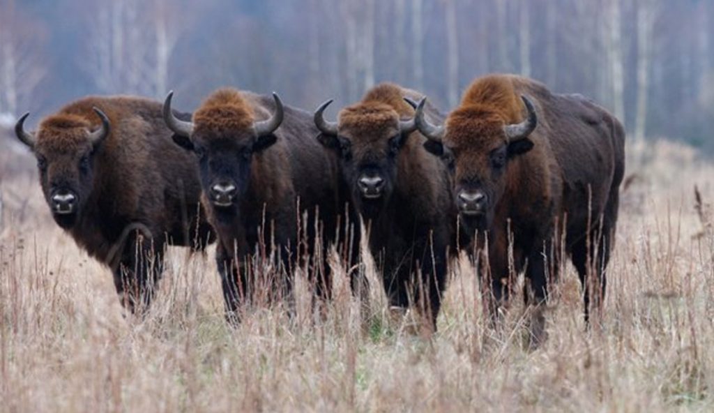 Rezervatia naturala de zimbri „Dragos Voda„ din Judetul Neamt