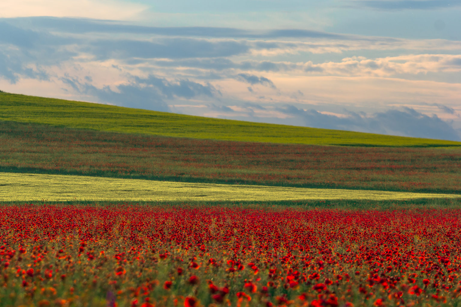 Unde găsești câmpuri cu maci în România? - Blogul Travelminit.ro