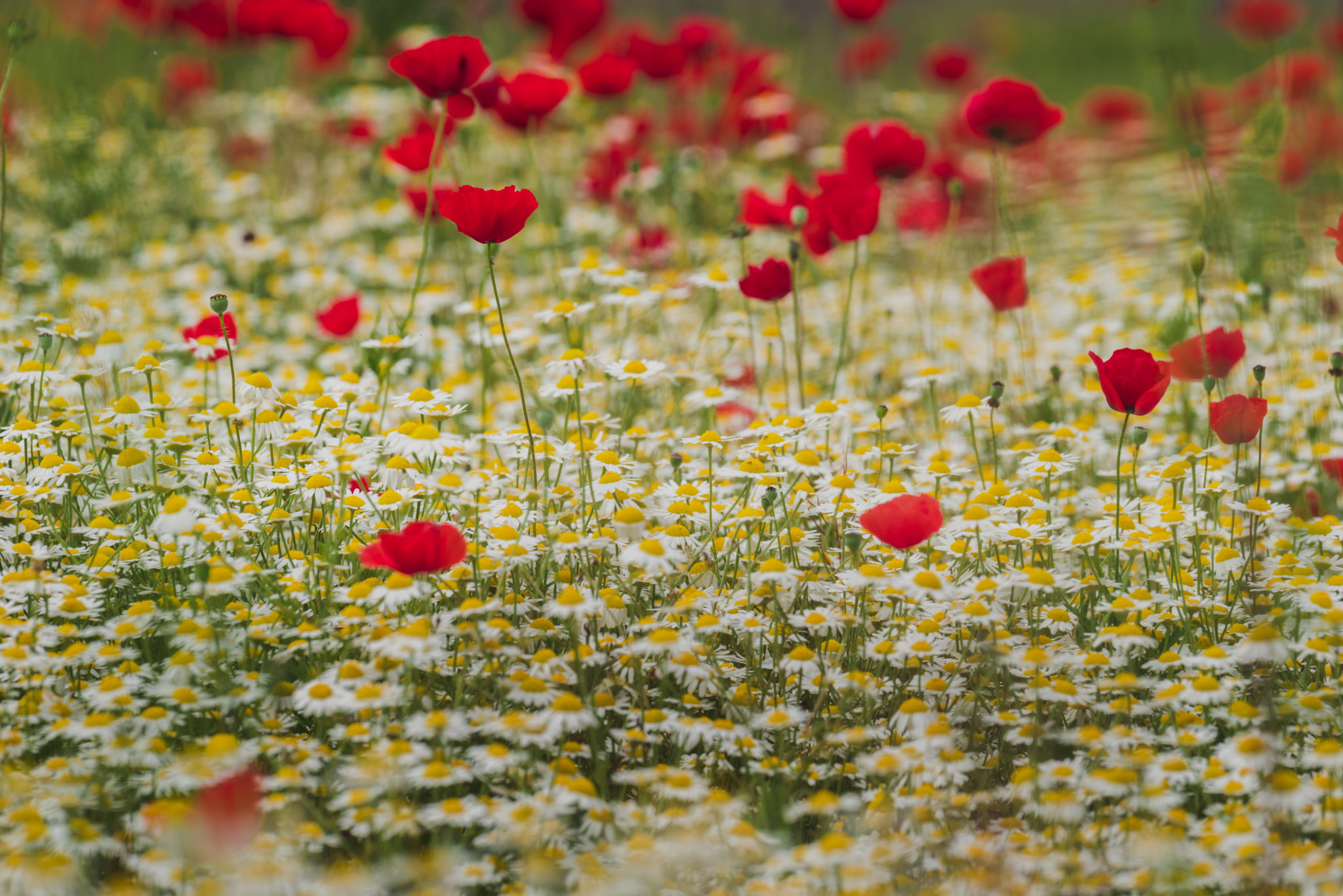 Unde găsești câmpuri cu maci în România? - Blogul Travelminit.ro