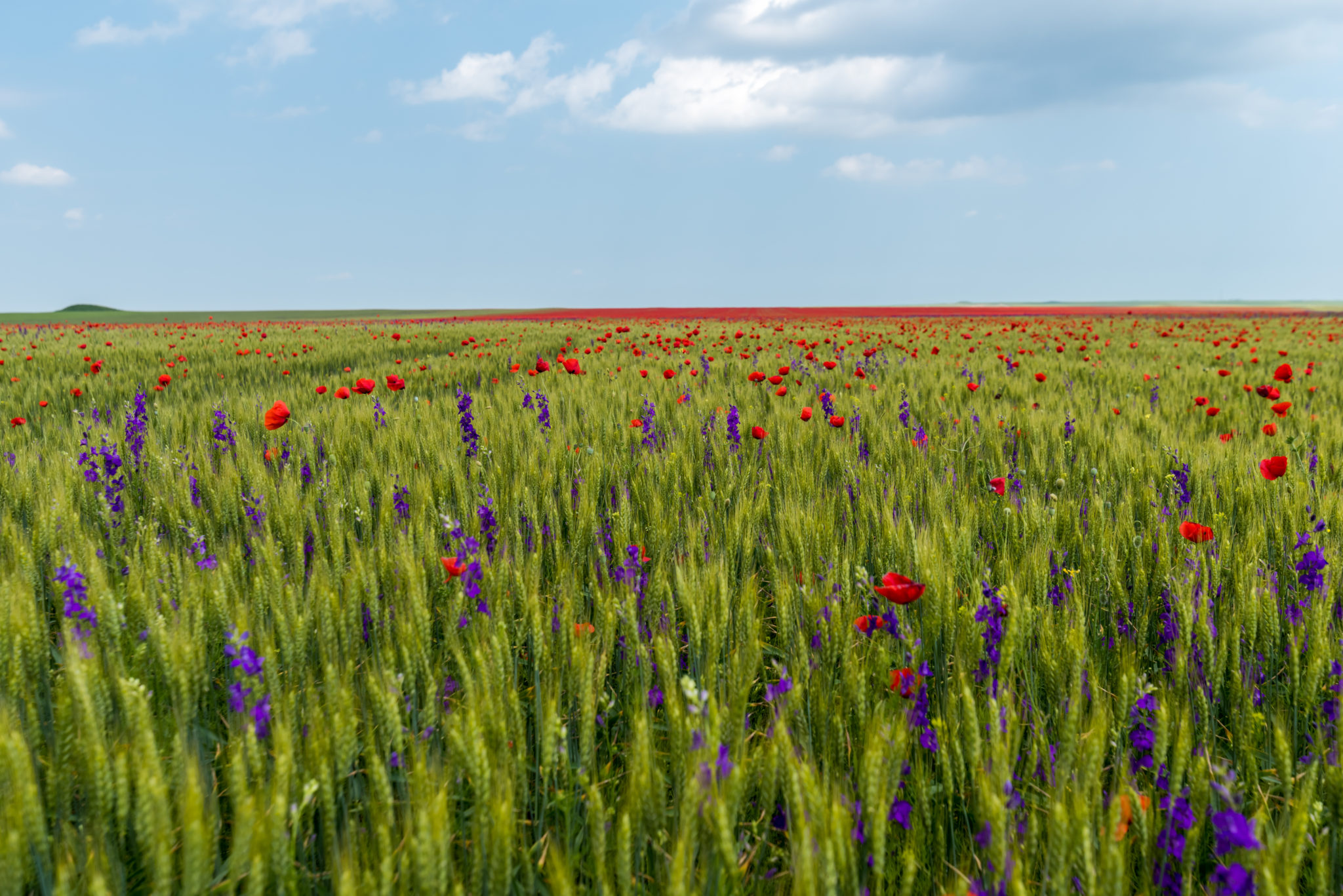 Unde găsești câmpuri cu maci în România? - Blogul Travelminit.ro