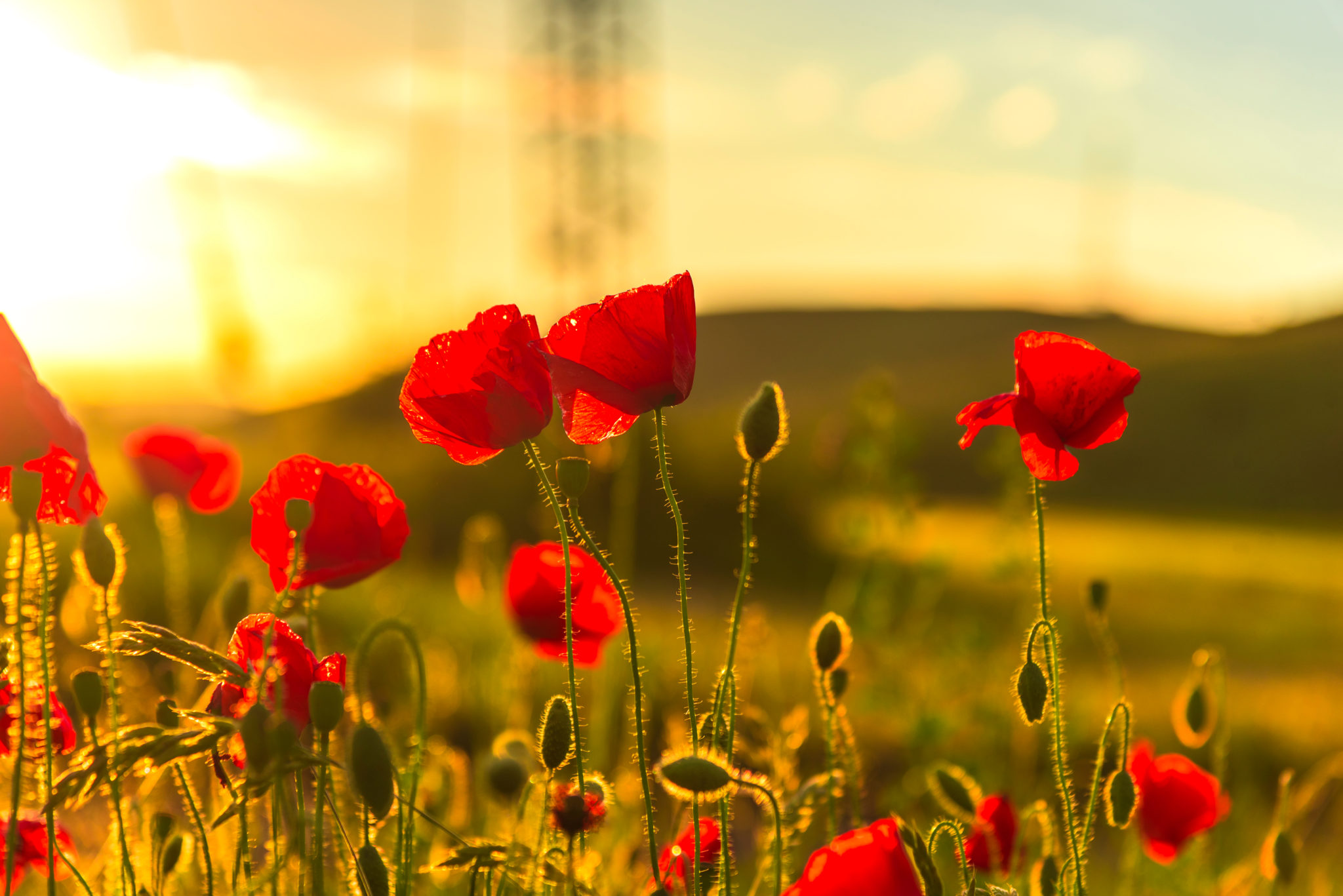 Unde găsești câmpuri cu maci în România? - Blogul Travelminit.ro