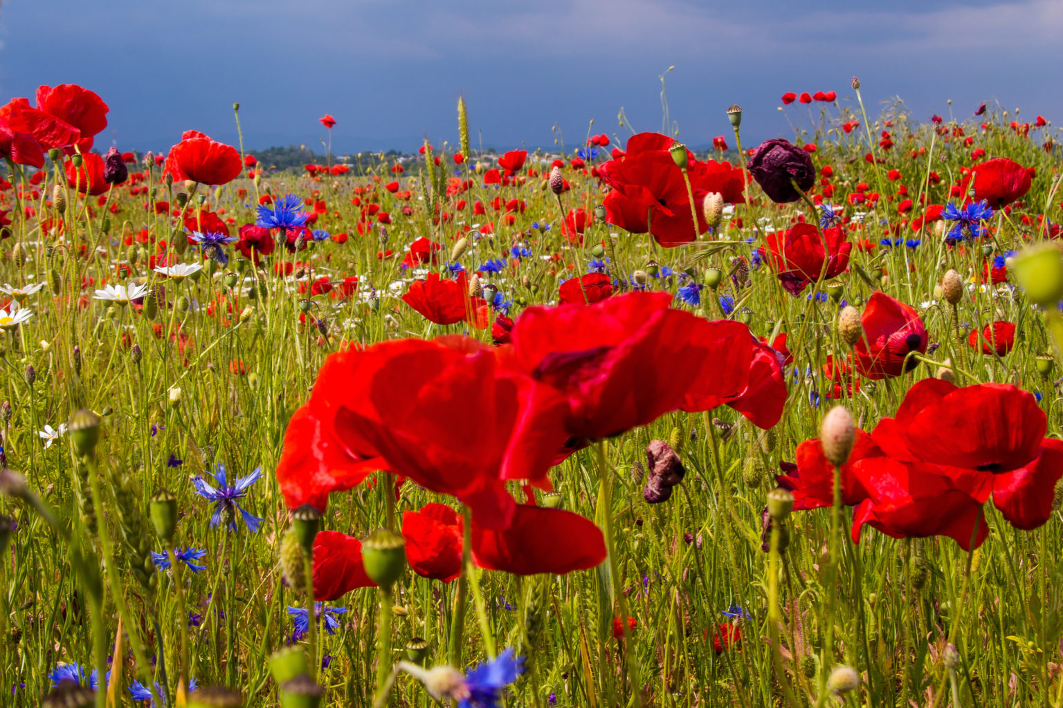 Unde găsești câmpuri cu maci în România? - Blogul Travelminit.ro