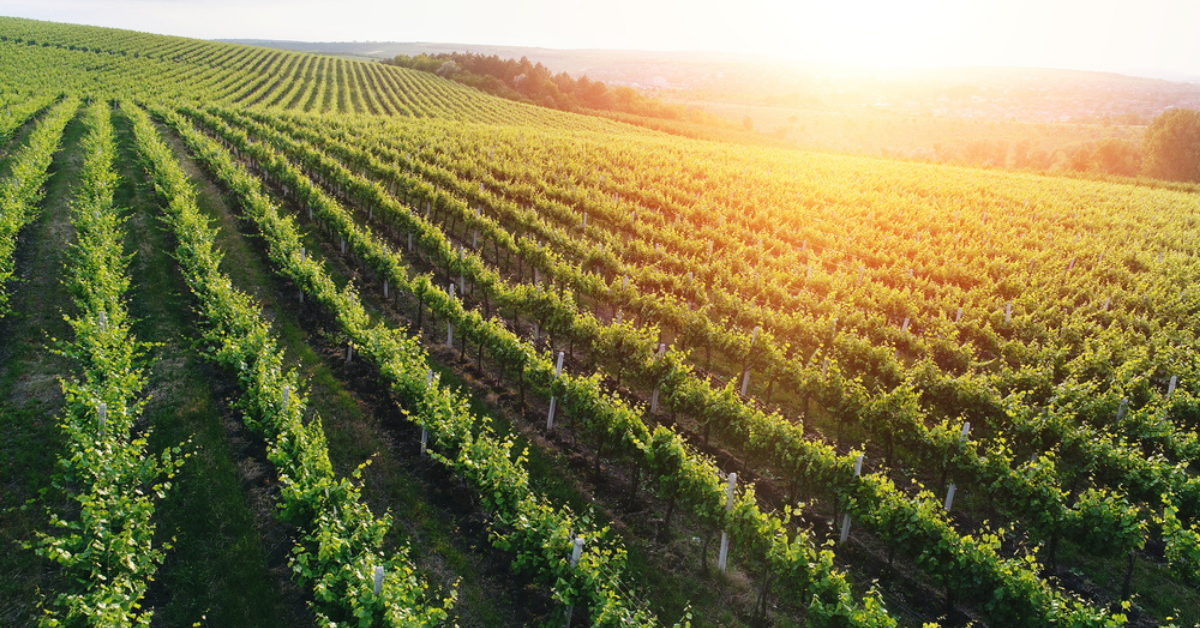 Drumul vinului – cele mai cunoscute trasee vitivinicole din România