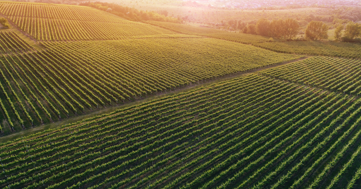 Drumul vinului – cele mai cunoscute trasee vitivinicole din România