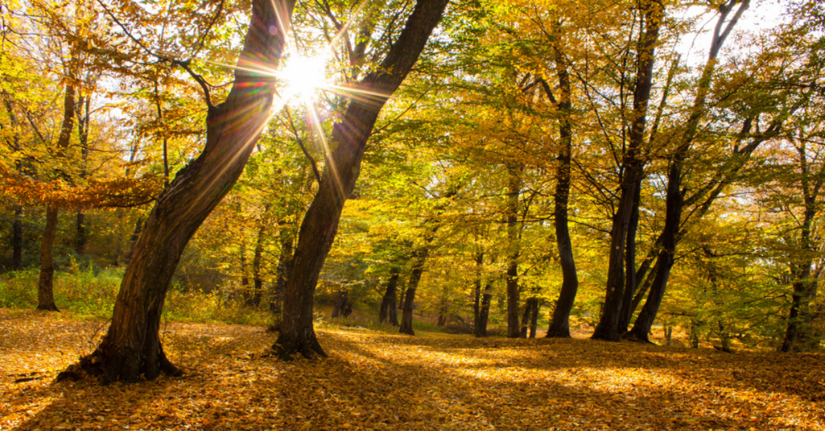Top 10 peisaje de toamnă surprinse în România - Blogul Travelminit.ro