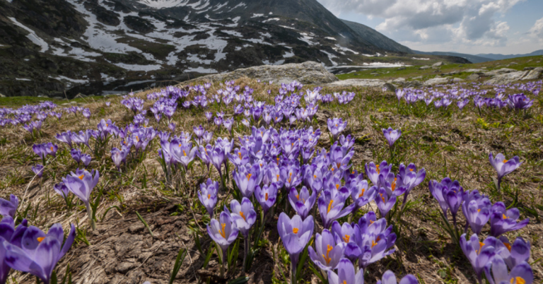 Flori sălbatice de sezon: când și unde le găsim - Blogul Travelminit.ro