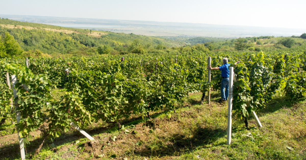 Crame de vizitat în România pentru peisaje spectaculoase și vin bun ...